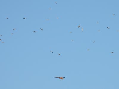 North East Norfolk Bird Club · BirdClub