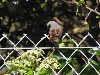 North East Norfolk Bird Club · BirdClub