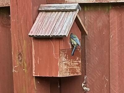 PETERBOROUGH BIRD CLUB · BirdClub