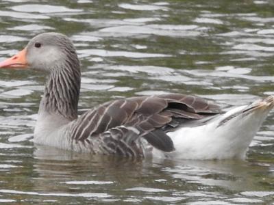 North East Norfolk Bird Club · BirdClub