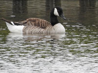 North East Norfolk Bird Club · BirdClub