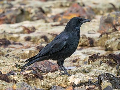 North East Norfolk Bird Club · BirdClub