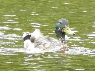 North East Norfolk Bird Club · BirdClub