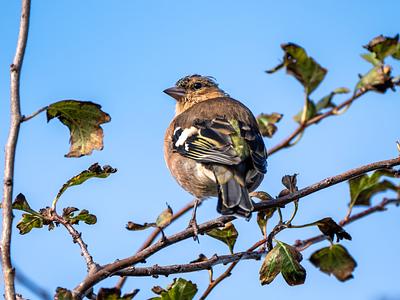 North East Norfolk Bird Club · BirdClub