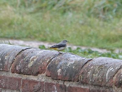 North East Norfolk Bird Club · BirdClub