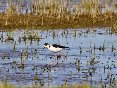 PETERBOROUGH BIRD CLUB · BirdClub