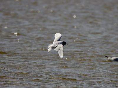 PETERBOROUGH BIRD CLUB · BirdClub