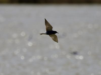 PETERBOROUGH BIRD CLUB · BirdClub
